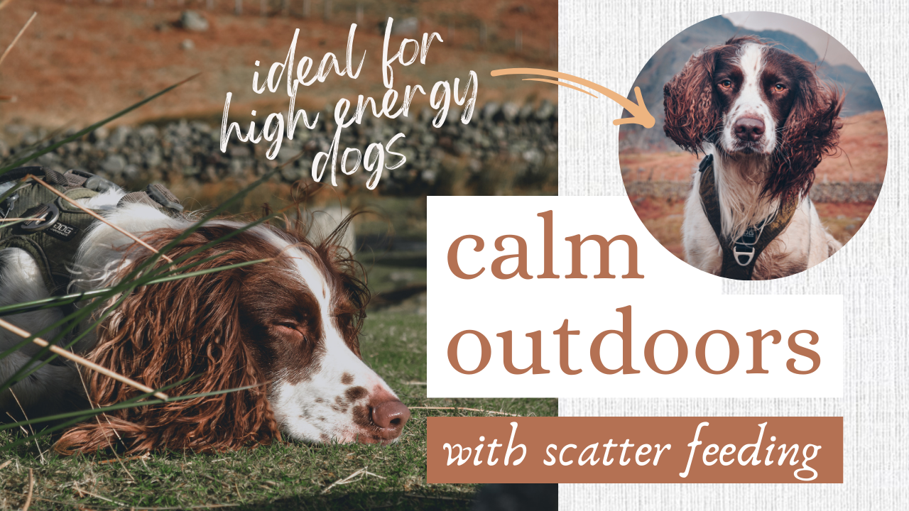 Scatter Feeding Dogs: A Step-by-Step Guide To Our Favourite Calm Enric ...